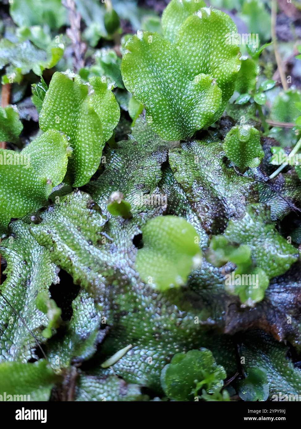 Great Scented Liverwort (Conocephalum conicum Stock Photo - Alamy
