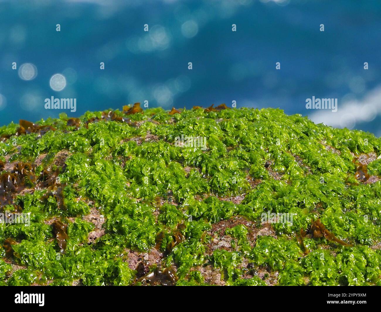 Broadleaf Sea Lettuce (Ulva lactuca Stock Photo - Alamy