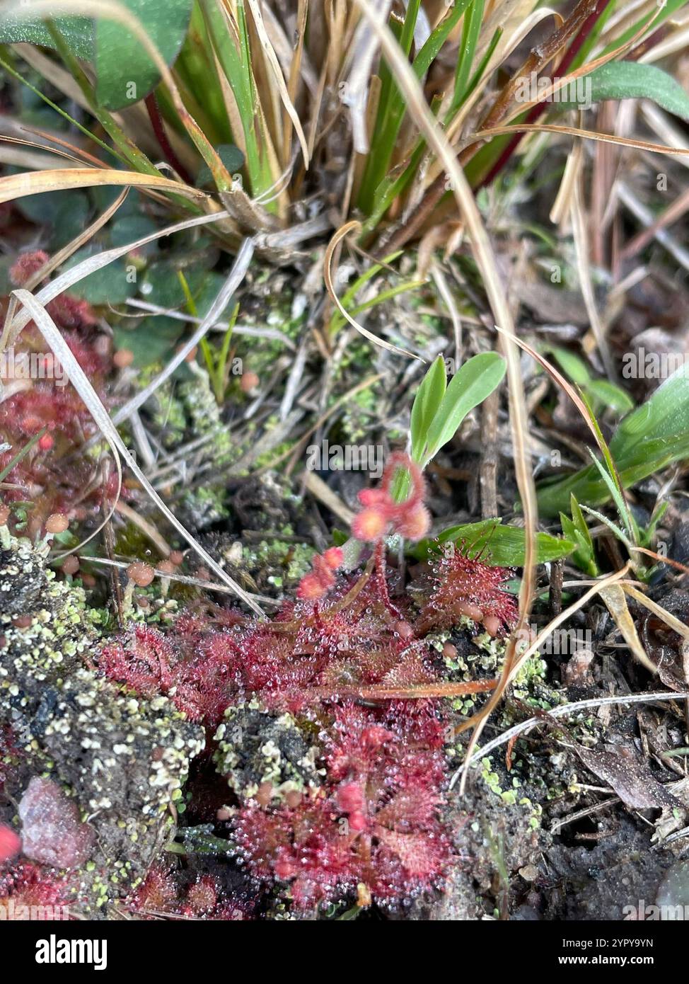dwarf sundew (Drosera brevifolia Stock Photo - Alamy
