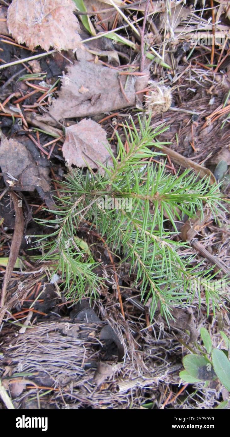 Siberian spruce (Picea obovata Stock Photo - Alamy