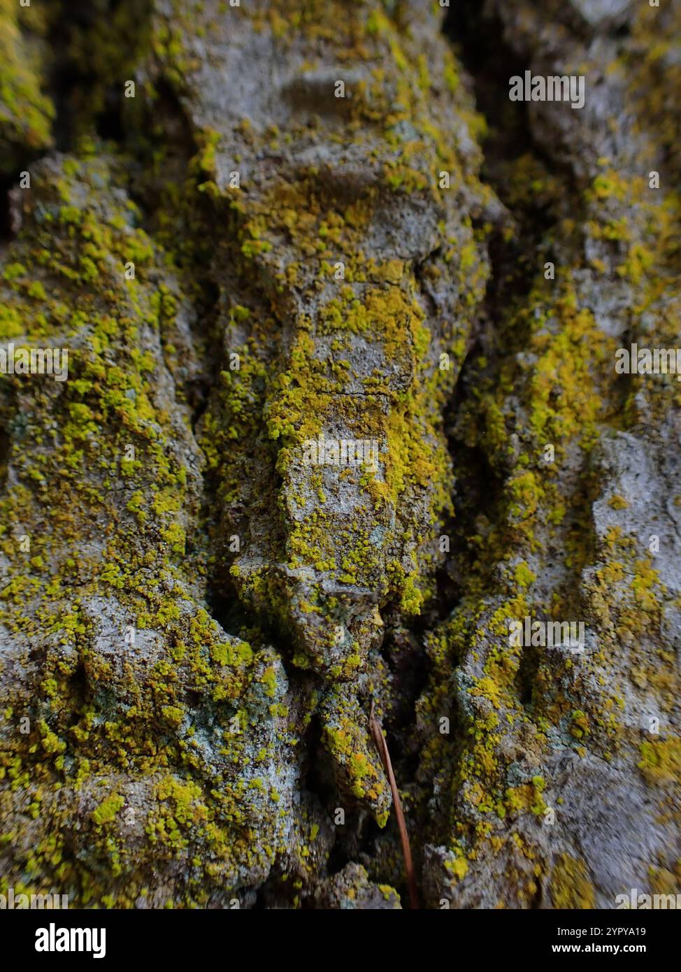 Crusty Gold-dust Lichen (Chrysothrix granulosa Stock Photo - Alamy