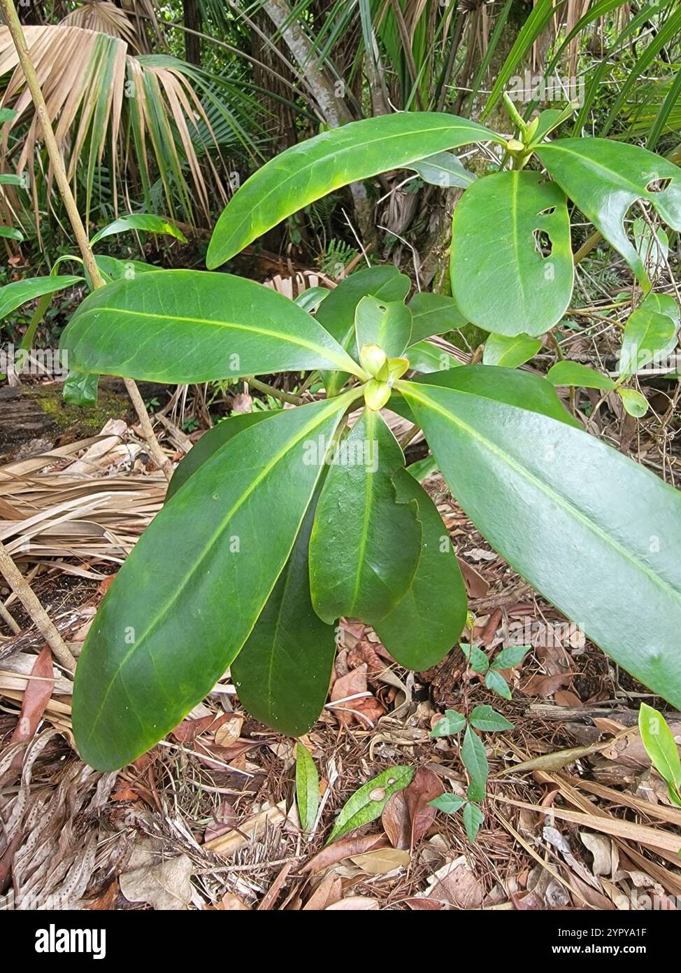 camellia family (Theaceae Stock Photo - Alamy