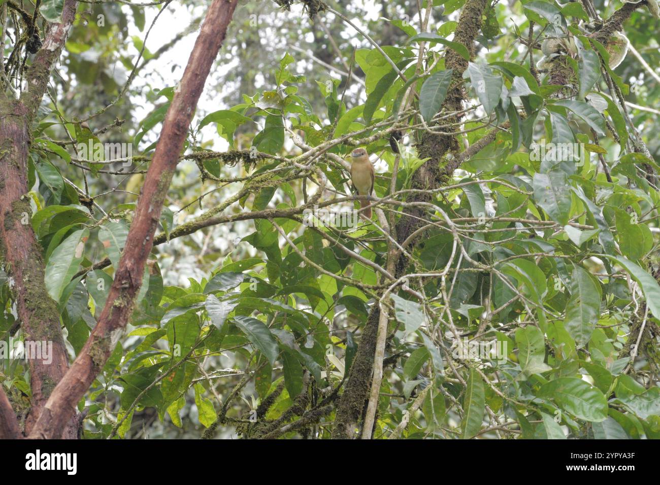 Cinnamon becard hi-res stock photography and images - Alamy