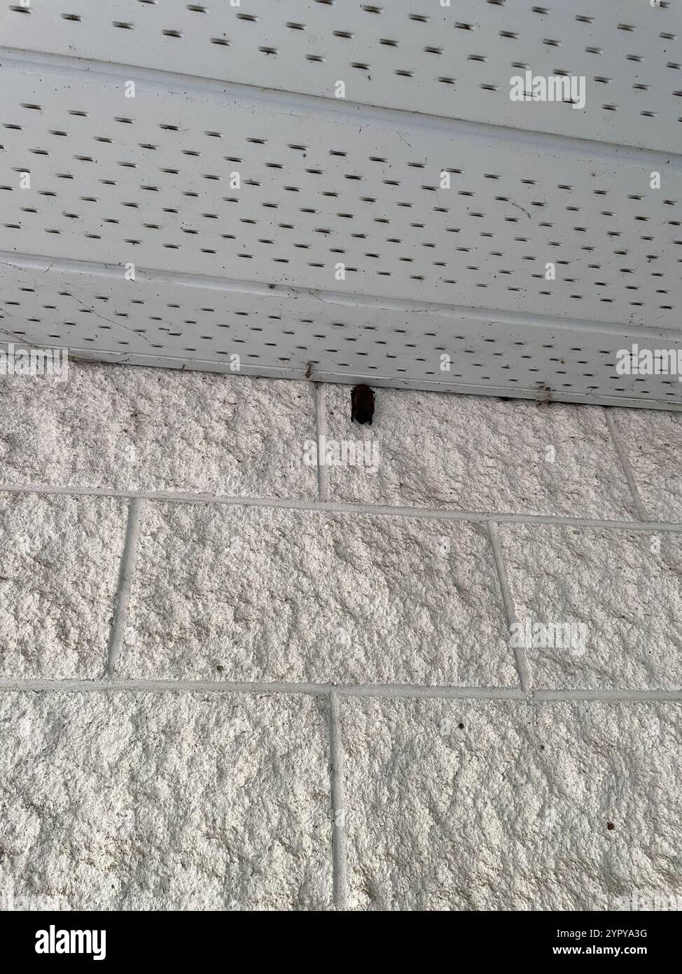 Mouse-eared Bats (Myotis Stock Photo - Alamy