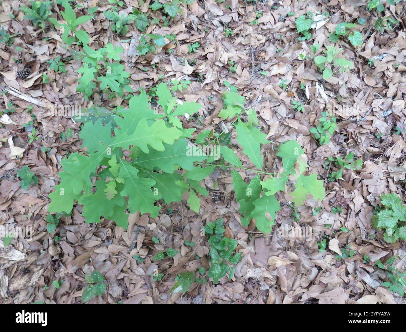 white oak (Quercus alba Stock Photo - Alamy