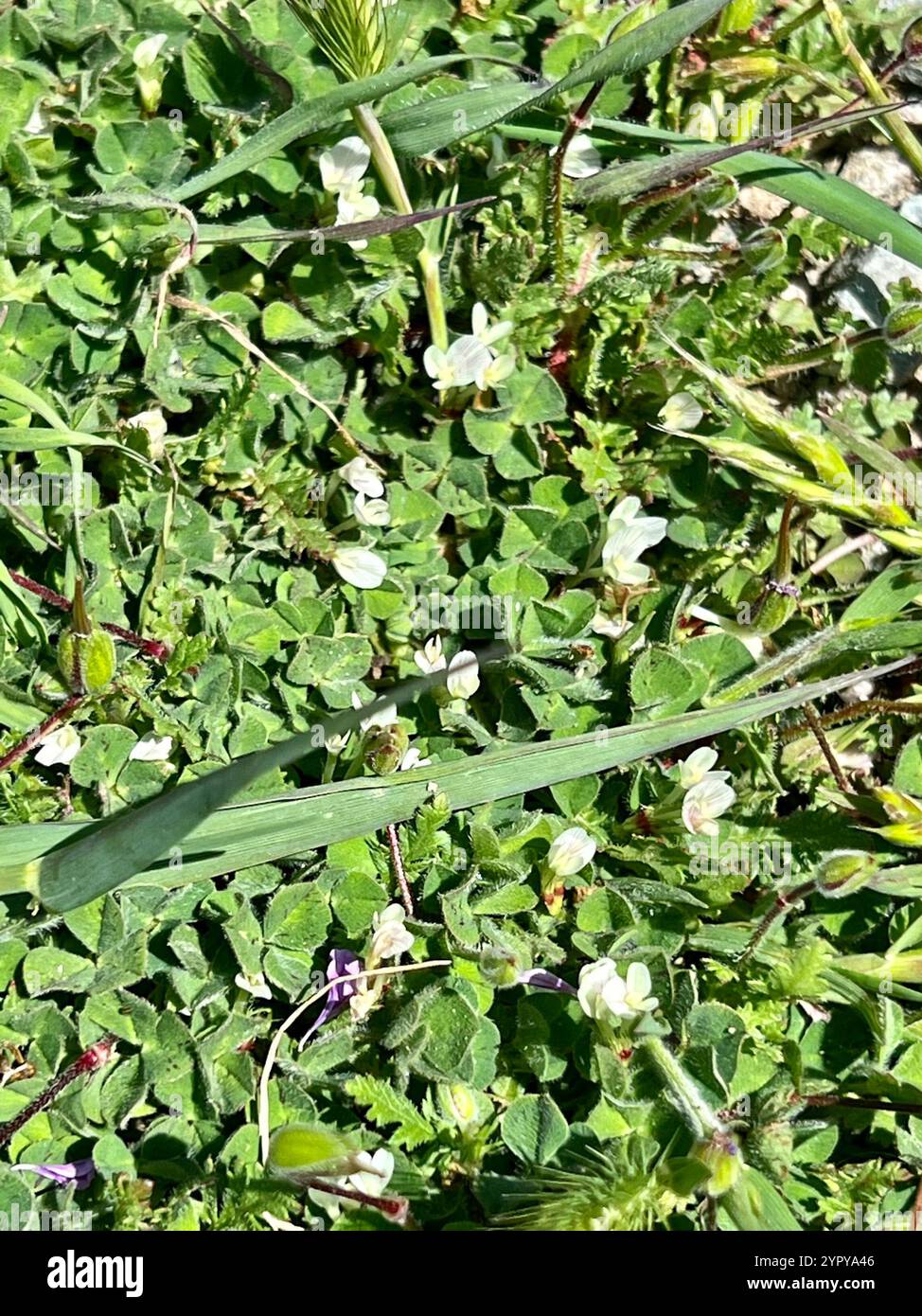 Subterranean Clover (Trifolium subterraneum Stock Photo - Alamy