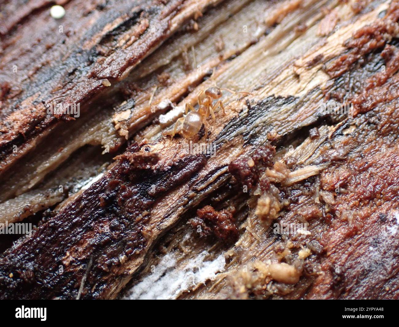 Citronella Ants, Fuzzy Ants, and Allies (Lasius Stock Photo - Alamy