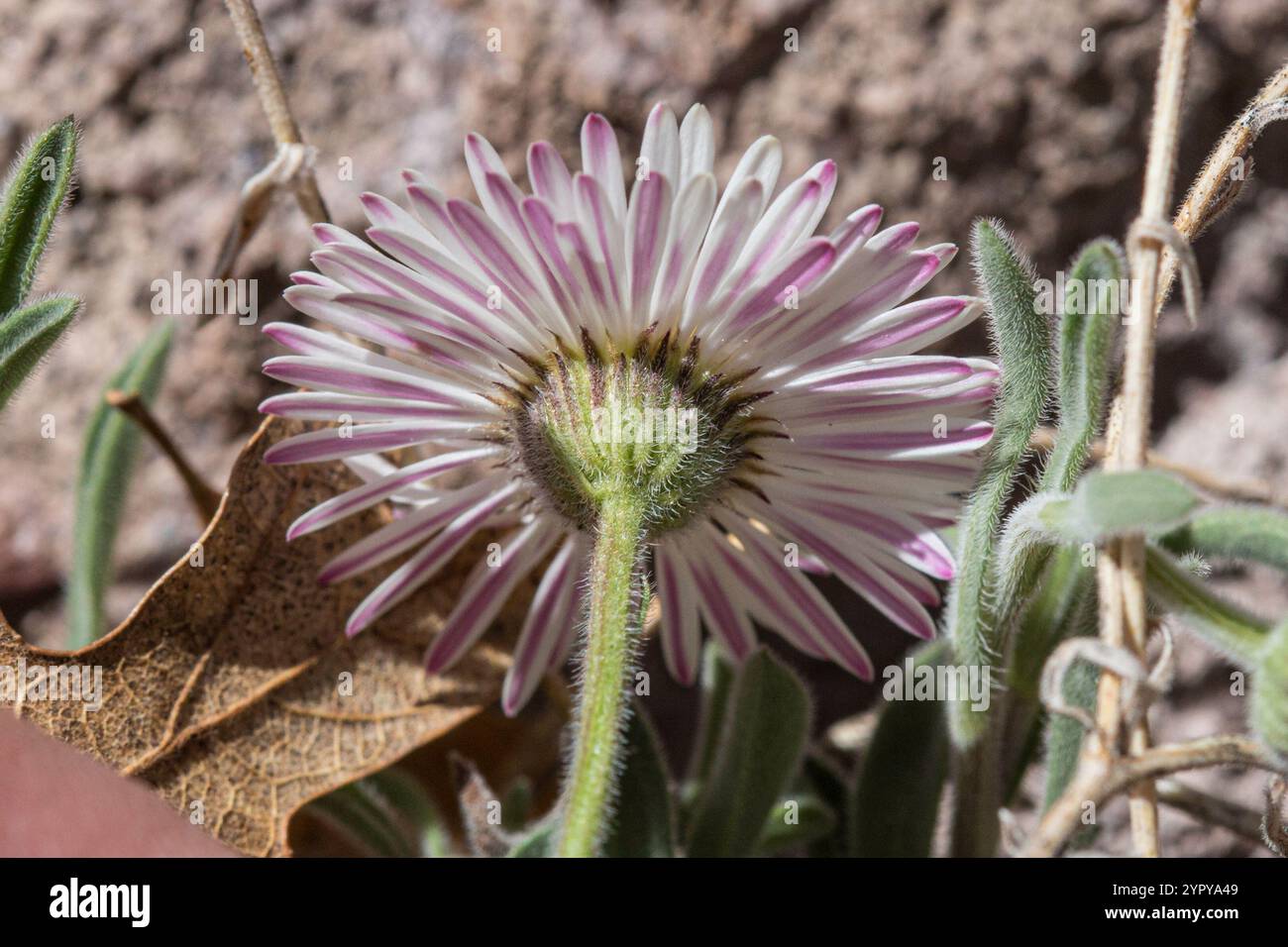 Erigeron flagellaris hi-res stock photography and images - Alamy