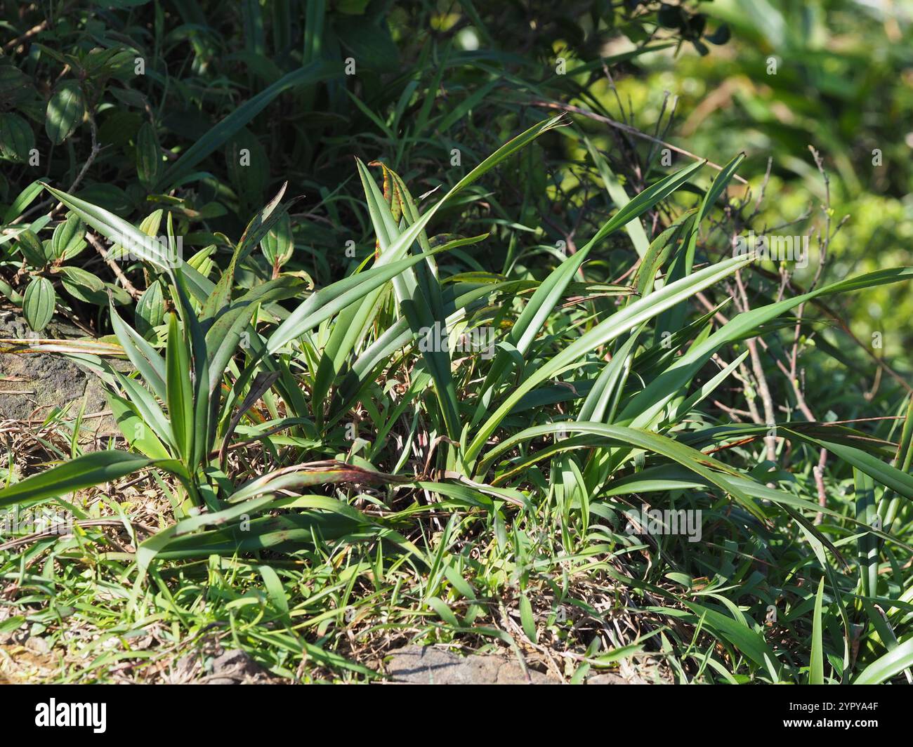 cerulean flax-lily (Dianella ensifolia Stock Photo - Alamy