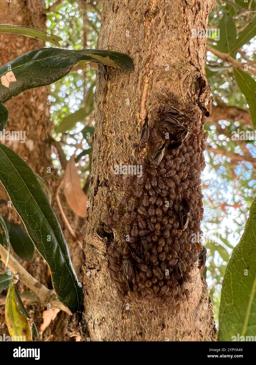 Tree Cattle (Cerastipsocus venosus Stock Photo - Alamy