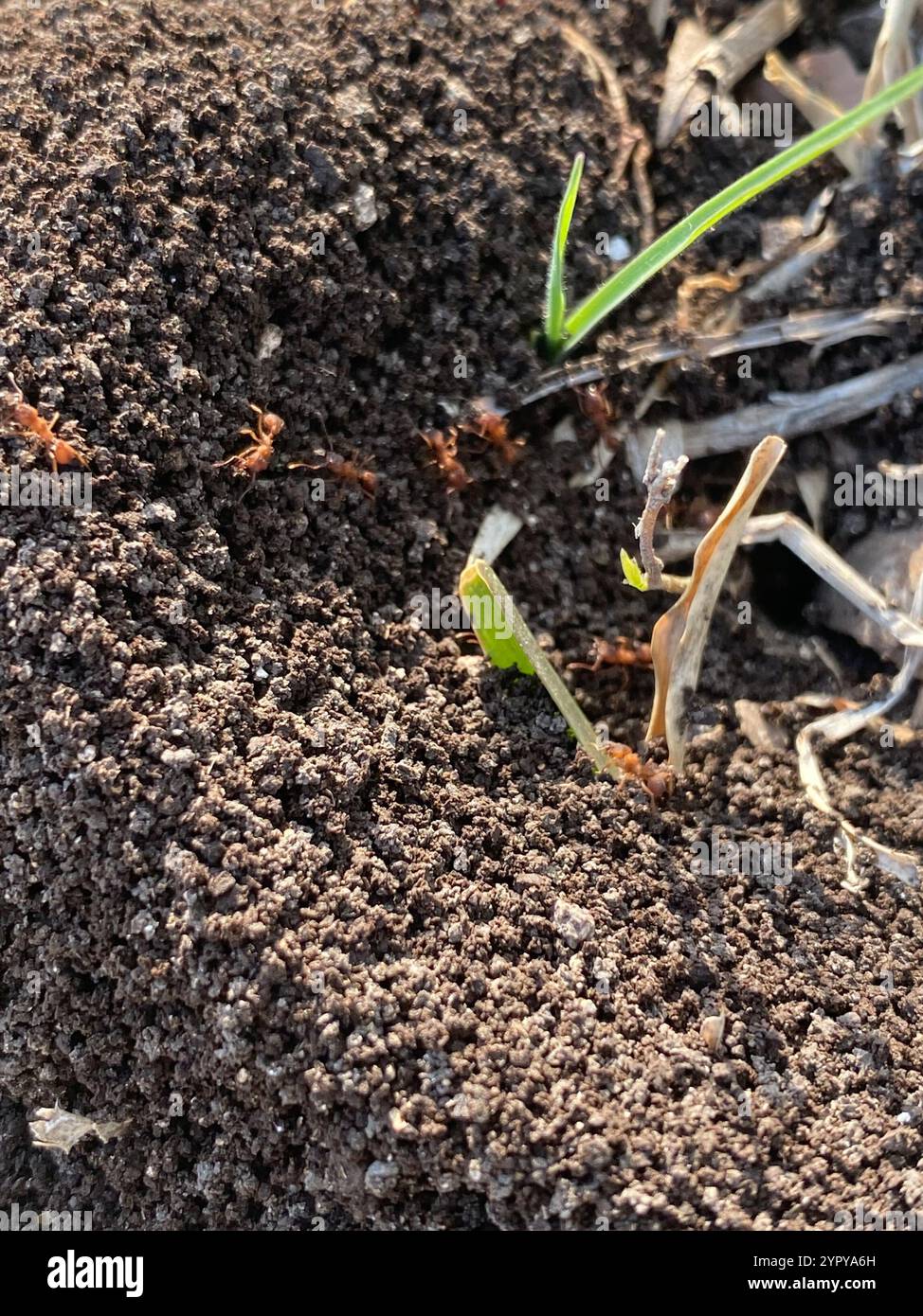 Northern Fungus-farming Ant (Trachymyrmex septentrionalis Stock Photo ...