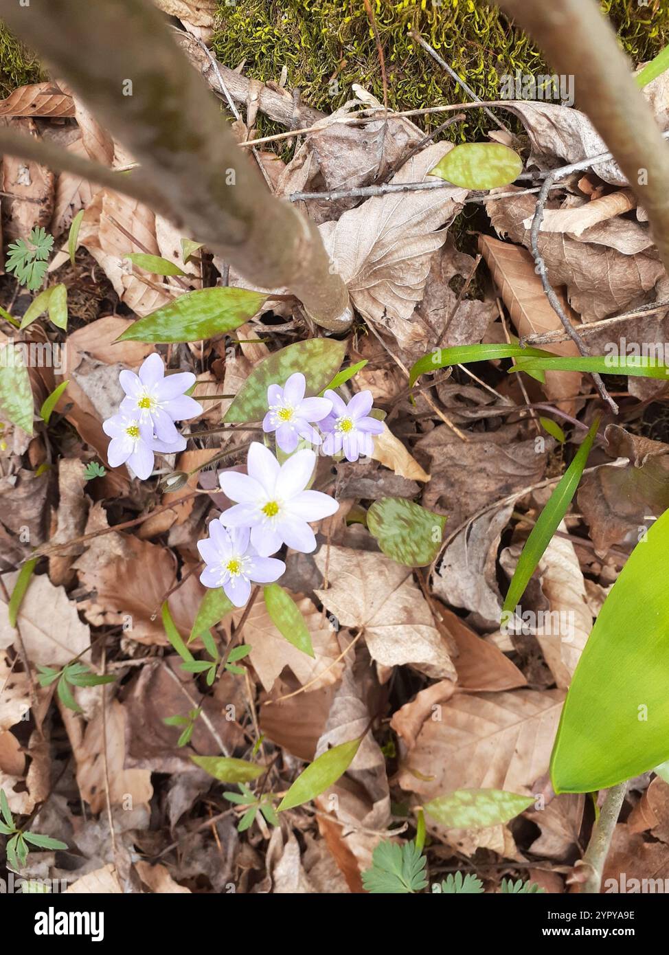 sharp-lobed hepatica (Hepatica acutiloba Stock Photo - Alamy