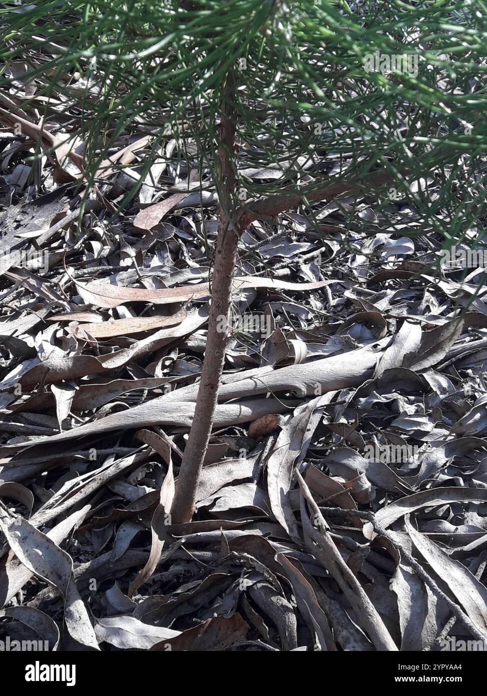 maritime pine (Pinus pinaster Stock Photo - Alamy