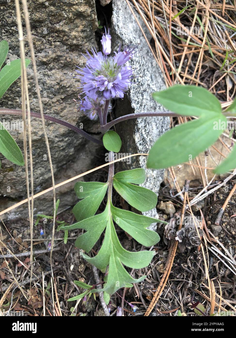 Dwarf Waterleaf (Hydrophyllum capitatum capitatum Stock Photo - Alamy