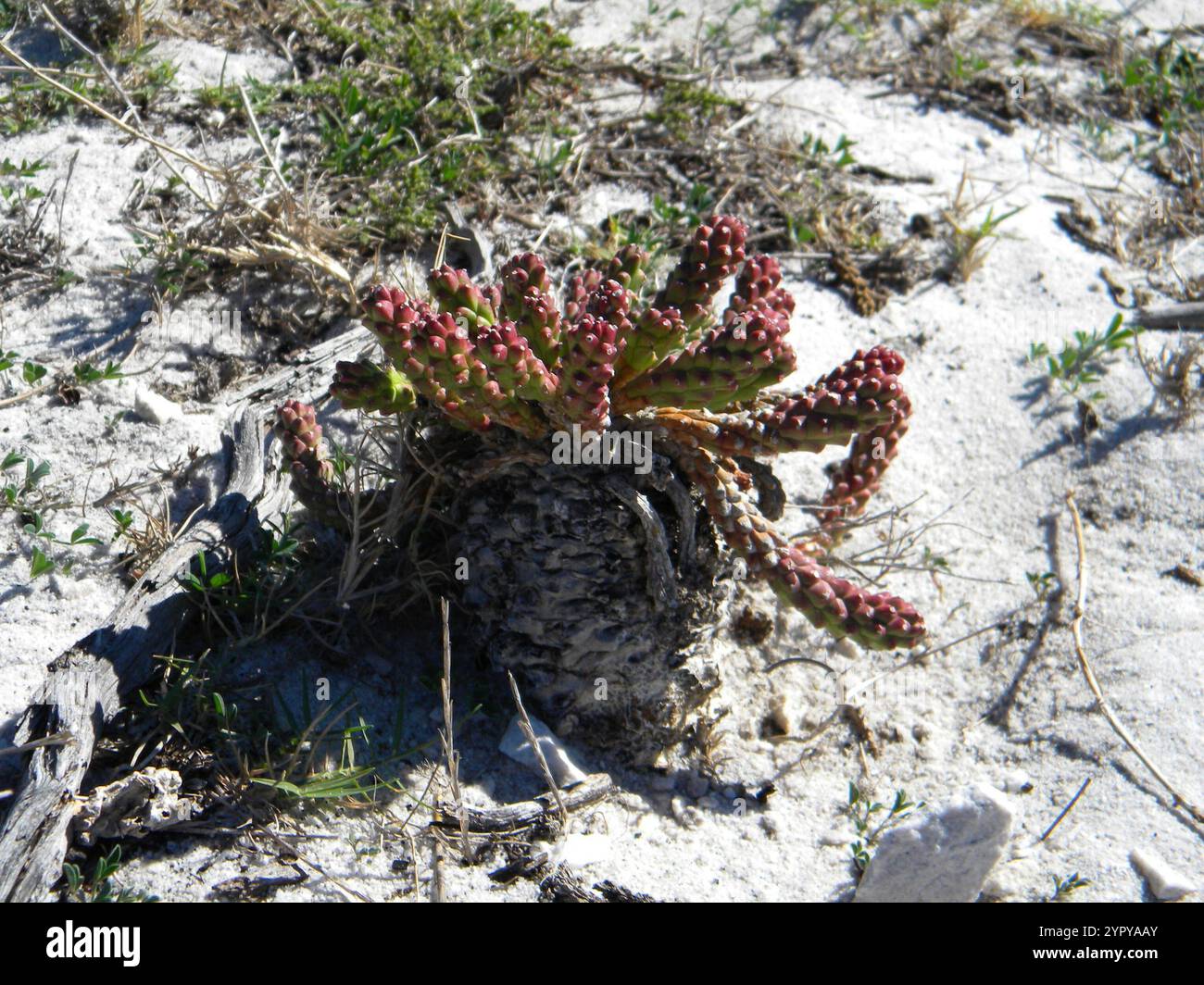 Medusa's-head (Euphorbia caput-medusae Stock Photo - Alamy
