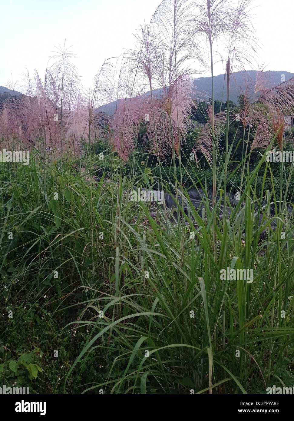 bristlegrasses, bluestems, paspalums, and allies (Panicoideae Stock ...