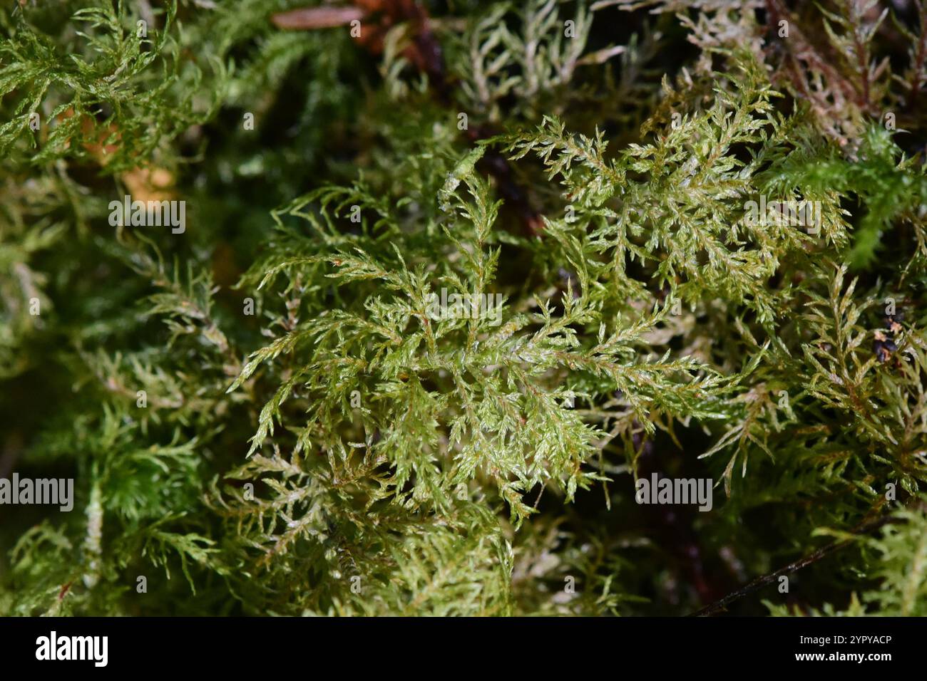stairstep moss (Hylocomium splendens Stock Photo - Alamy