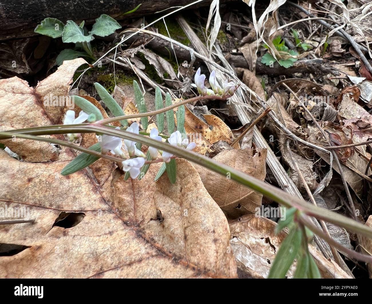Carolina Vetch (Vicia caroliniana Stock Photo - Alamy