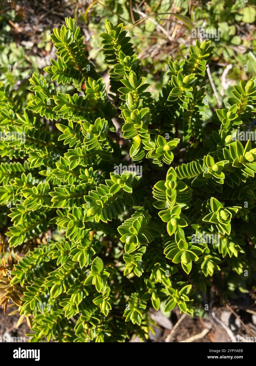 Boxleaf Hebe (Veronica odora Stock Photo - Alamy