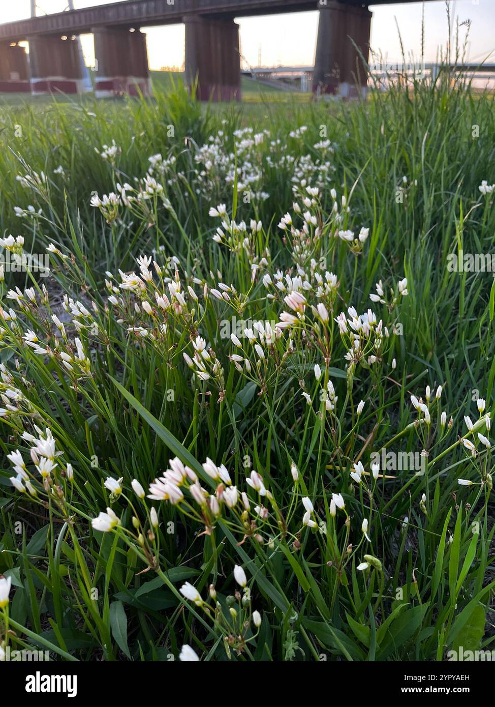 crowpoison (Nothoscordum bivalve Stock Photo - Alamy