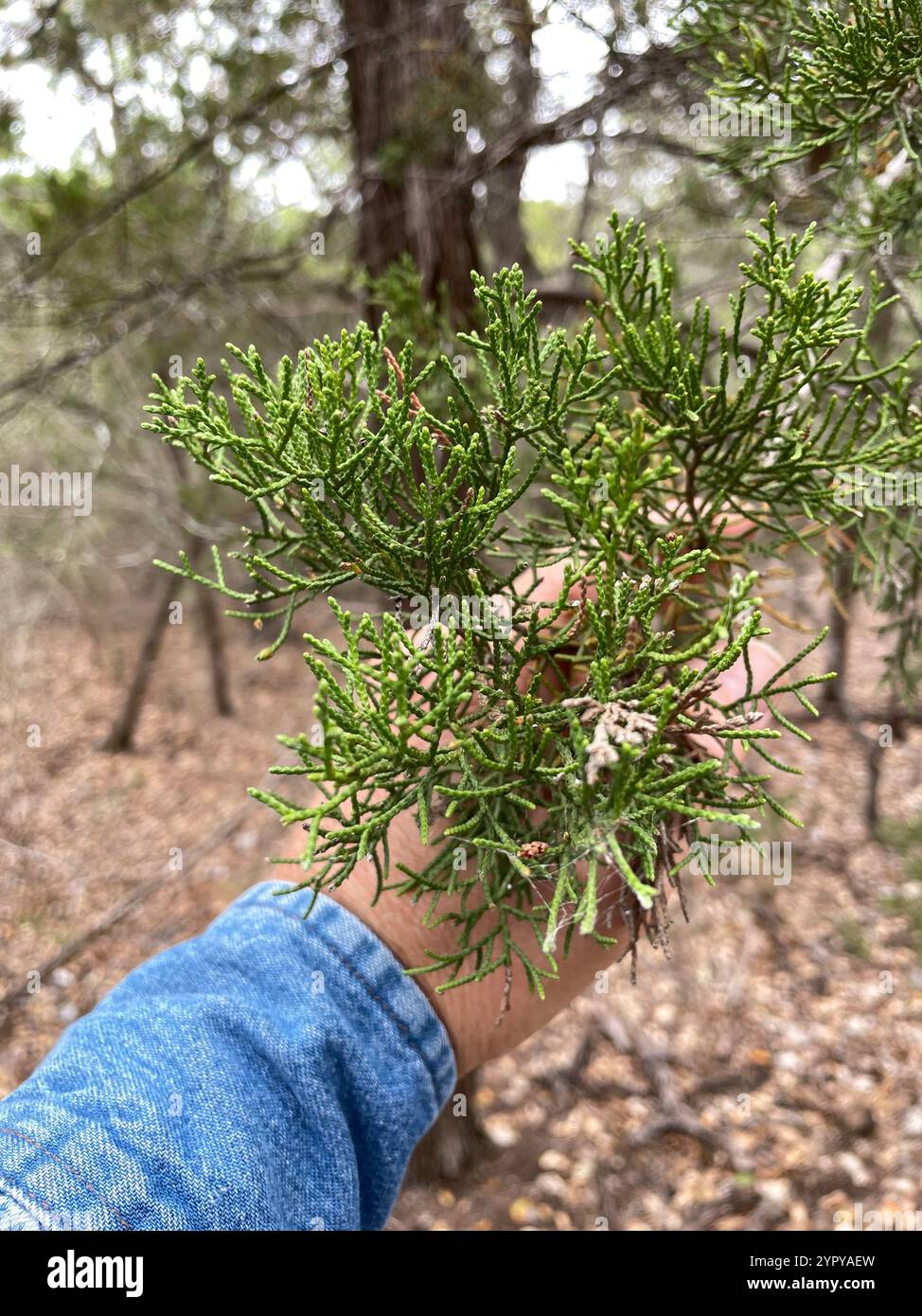 Ashe juniper (Juniperus ashei Stock Photo - Alamy