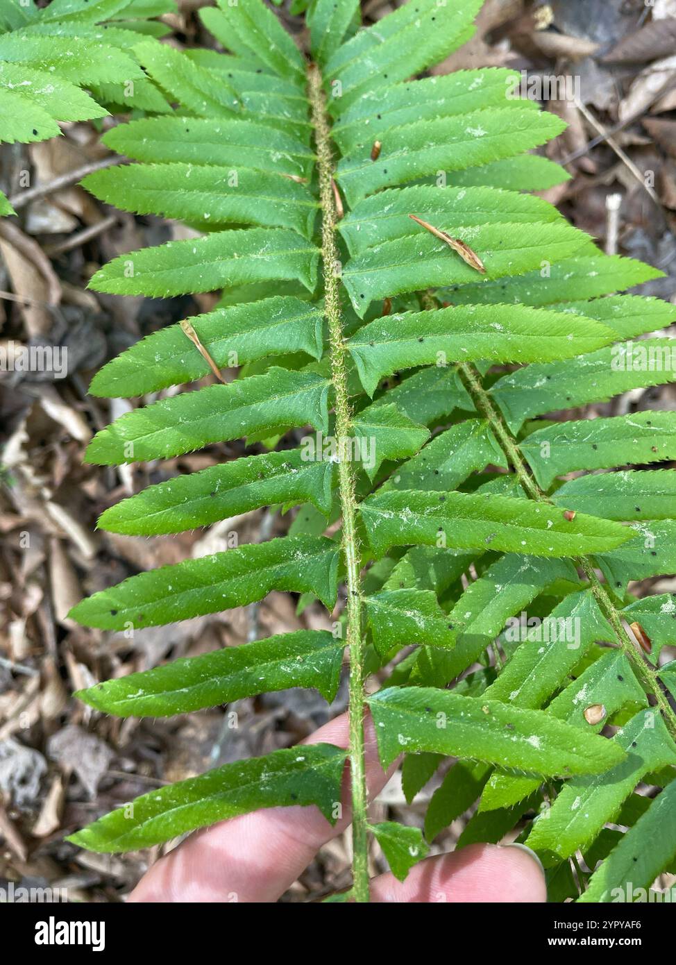 Christmas fern (Polystichum acrostichoides Stock Photo - Alamy