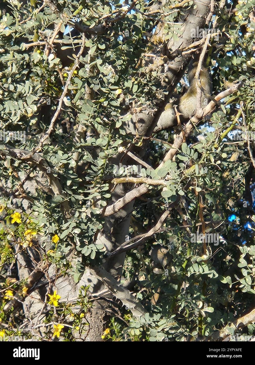 desert ironwood (Olneya tesota Stock Photo - Alamy