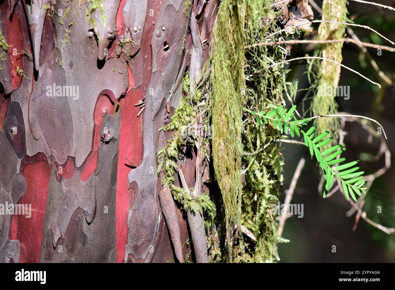 Pacific yew (Taxus brevifolia Stock Photo - Alamy