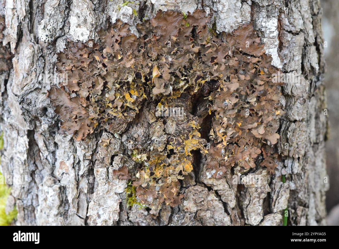 Mustard Kidney Lichen (Nephroma laevigatum Stock Photo - Alamy