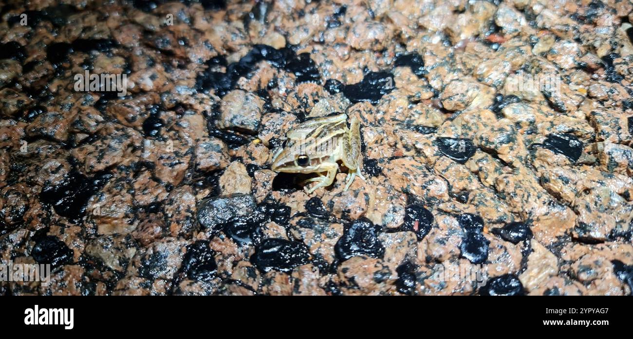 Striped Rocket Frog (Litoria nasuta Stock Photo - Alamy