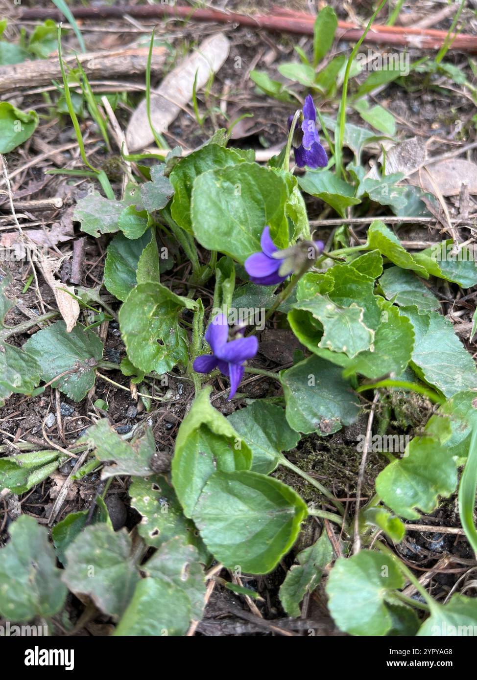 Sweet violet (Viola odorata Stock Photo - Alamy