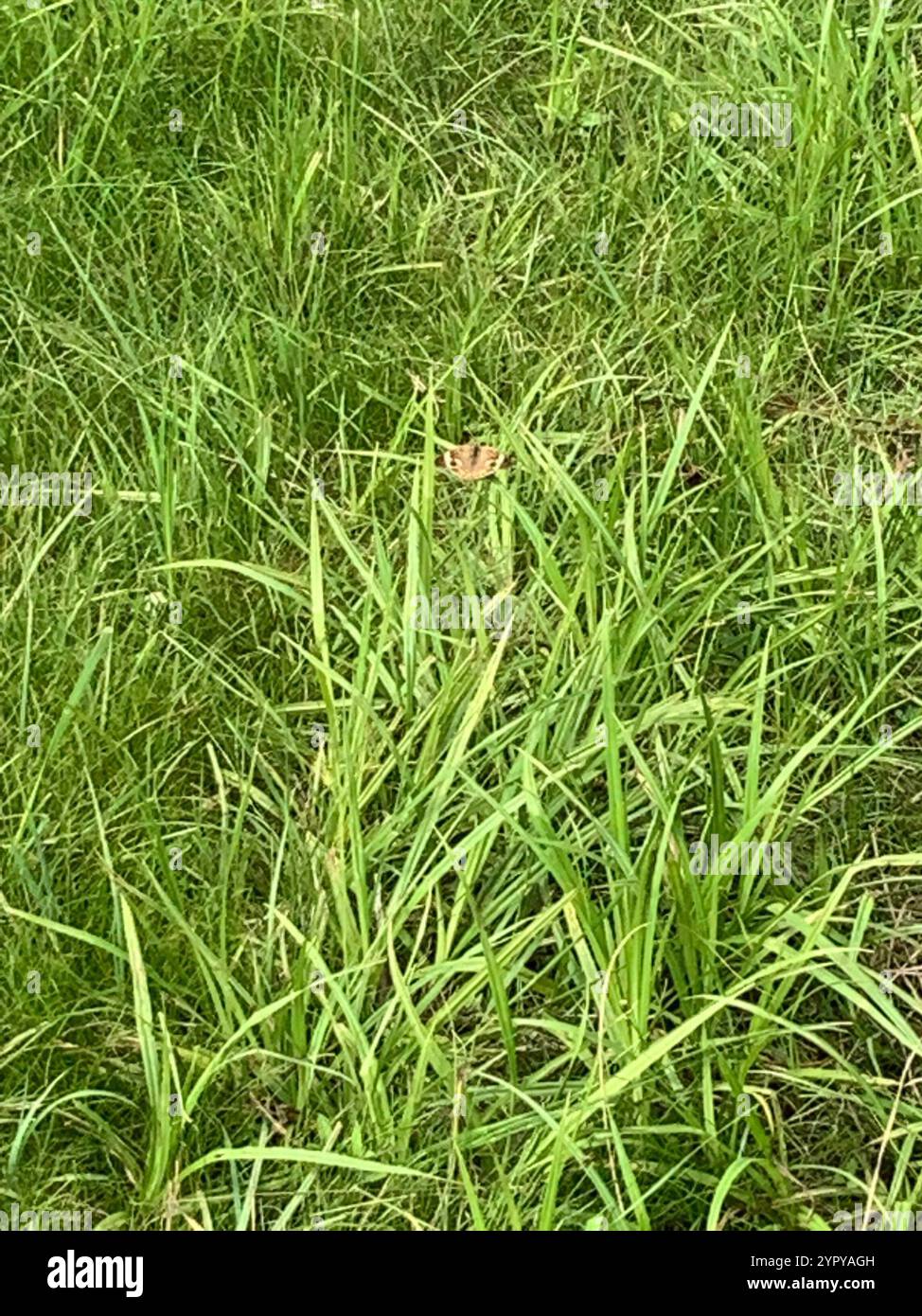 Common Buckeye (Junonia coenia Stock Photo - Alamy
