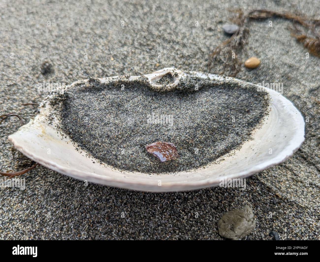 Fat Gaper (Tresus capax Stock Photo - Alamy