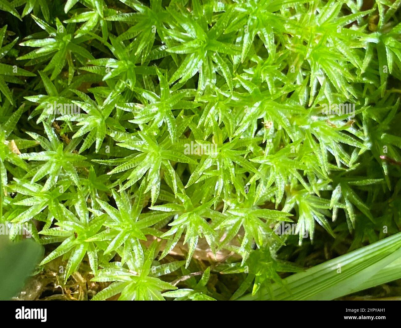 Catherine's moss (Atrichum undulatum Stock Photo - Alamy