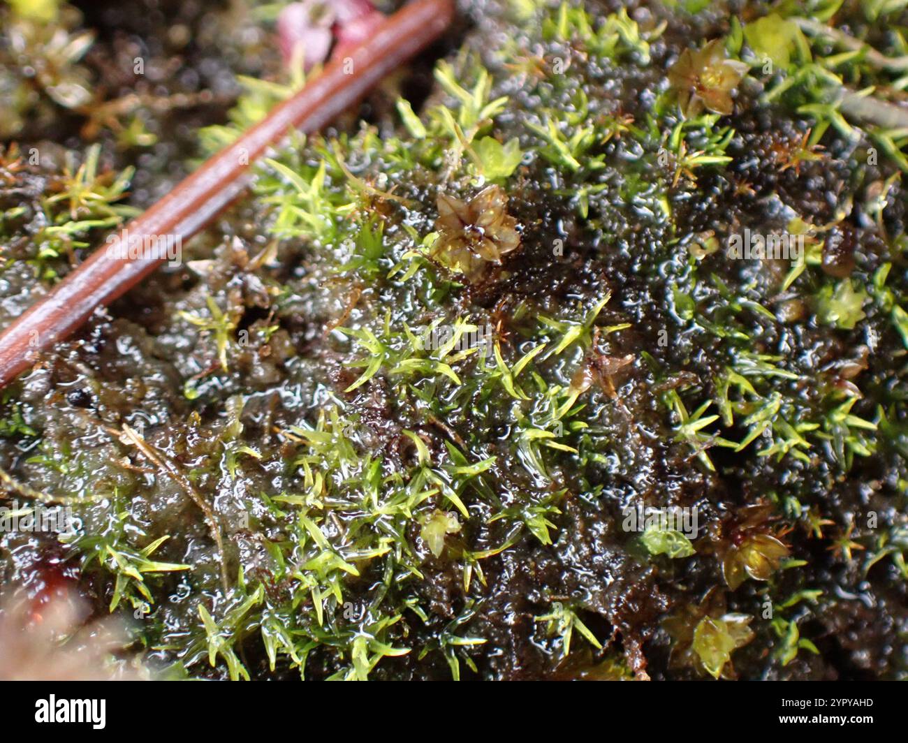 Green-tufted Stubble Moss (Weissia controversa Stock Photo - Alamy