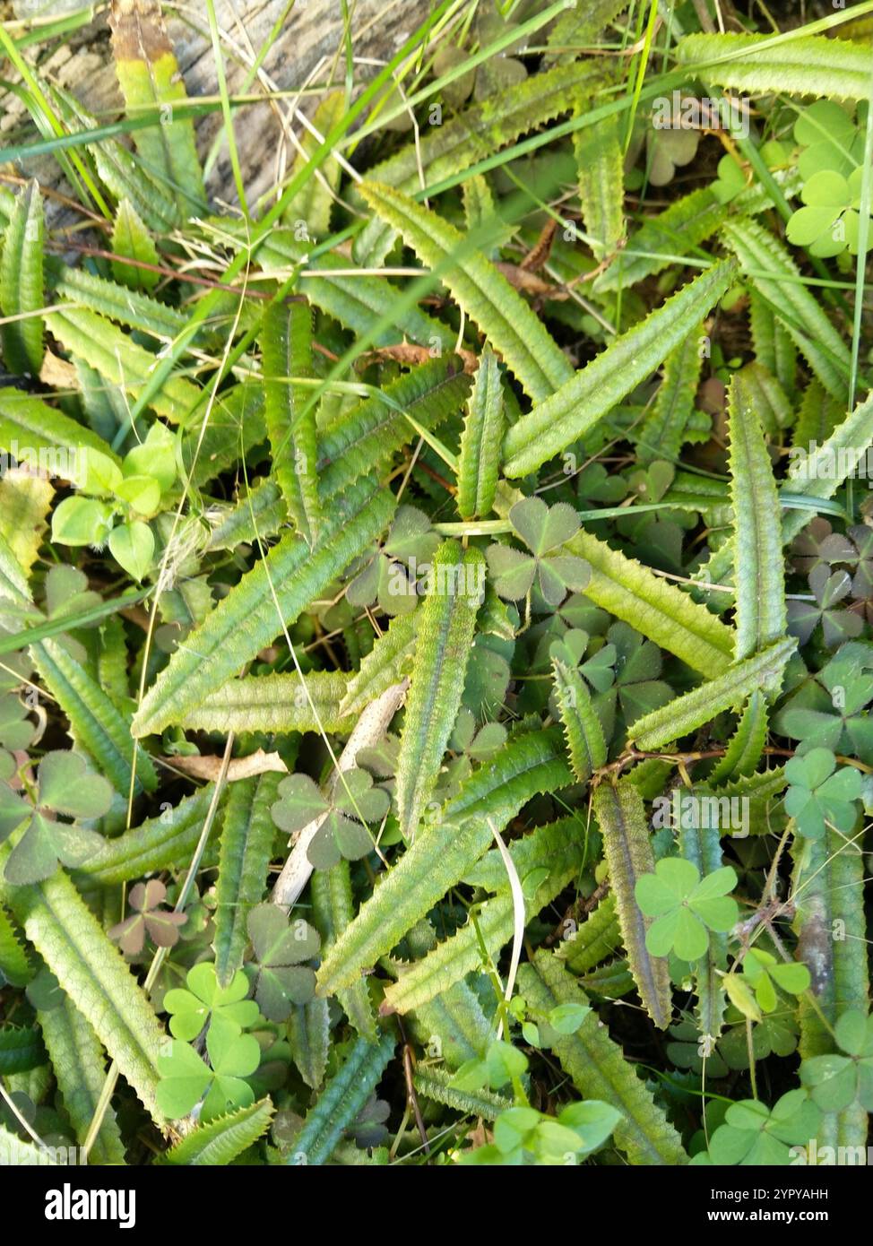 Creeping Lawyer (Rubus parvus Stock Photo - Alamy