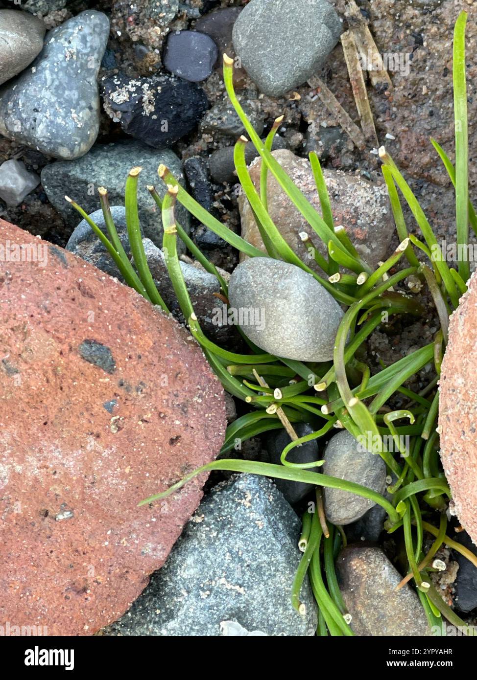 Parapholis strigosa hi-res stock photography and images - Alamy