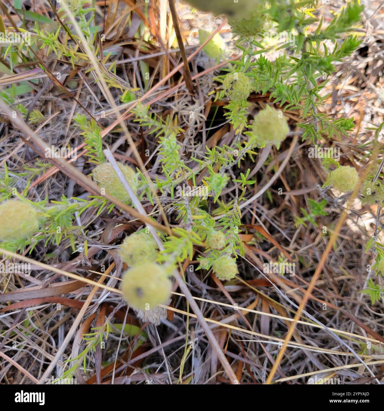 Florida pennyroyal (Piloblephis rigida Stock Photo - Alamy