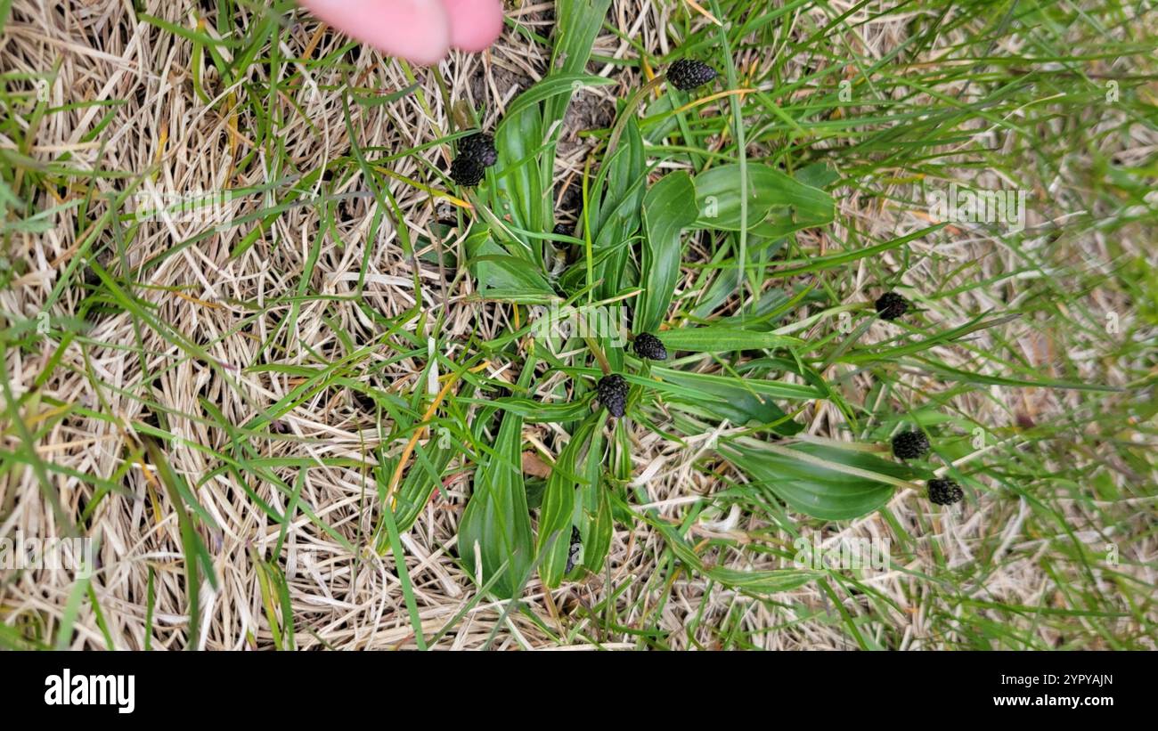 ribwort plantain (Plantago lanceolata Stock Photo - Alamy