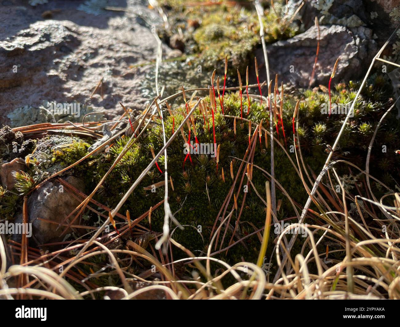 bristly haircap moss (Polytrichum piliferum Stock Photo - Alamy