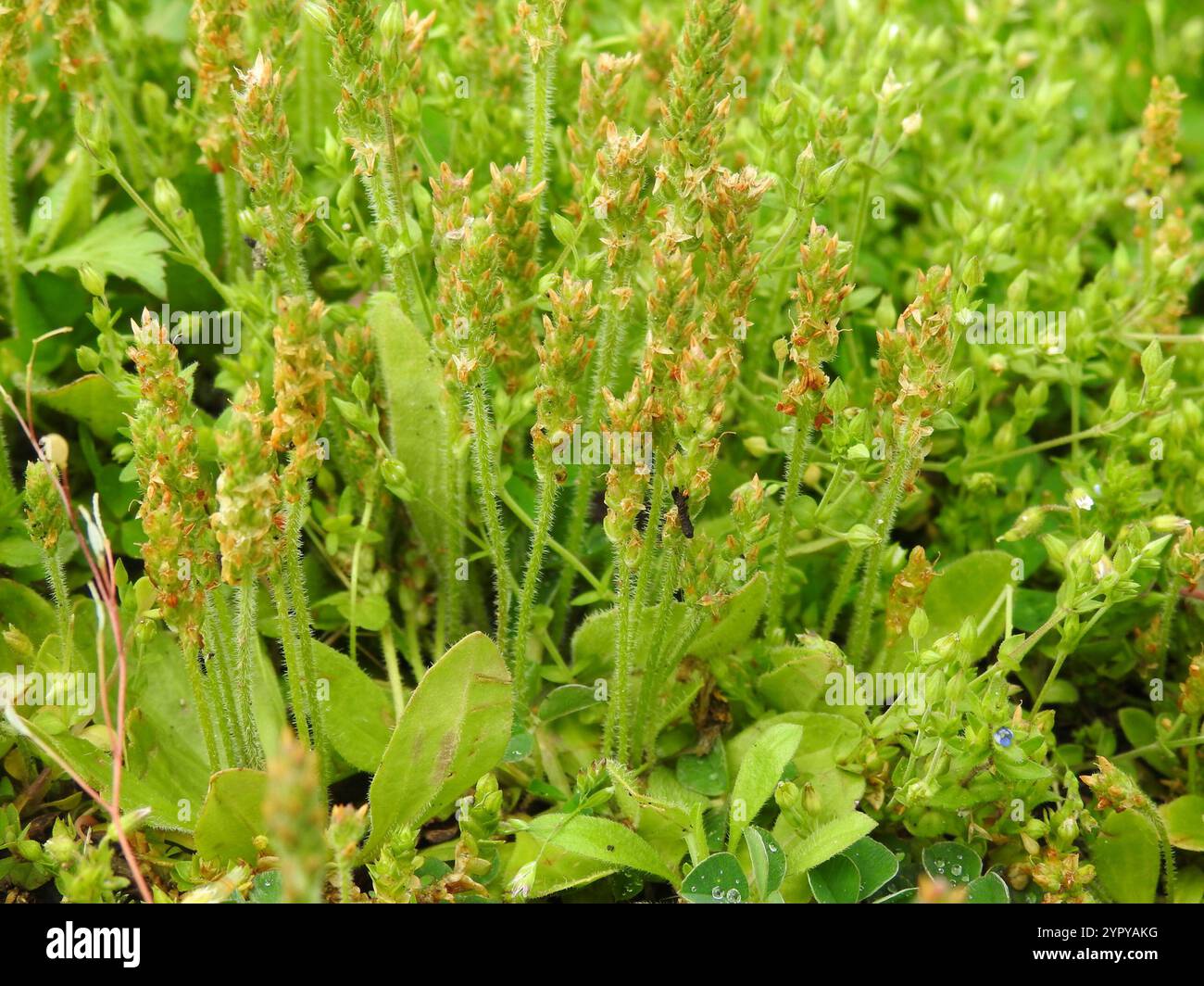 dwarf plantain (Plantago virginica Stock Photo - Alamy