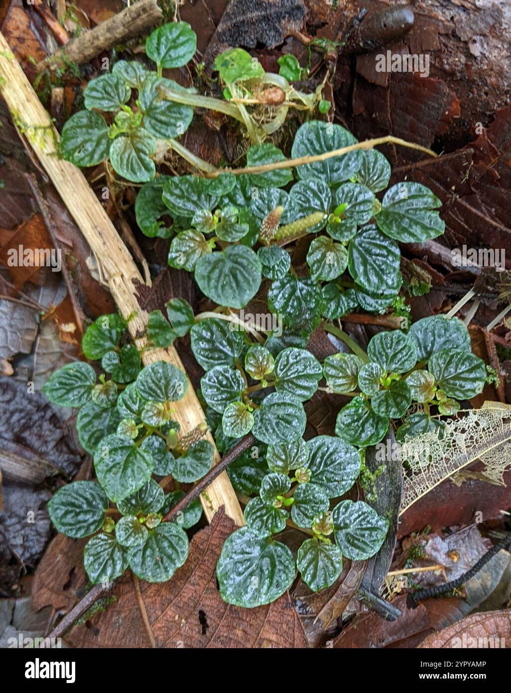 nettle family (Urticaceae Stock Photo - Alamy