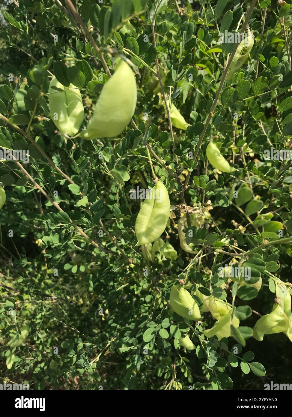 Bladder-senna (Colutea arborescens Stock Photo - Alamy