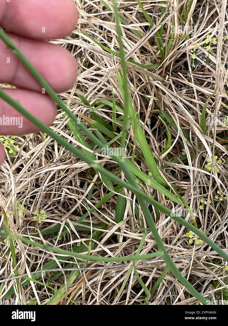 Common Cat's-ear (Hypochaeris radicata Stock Photo - Alamy