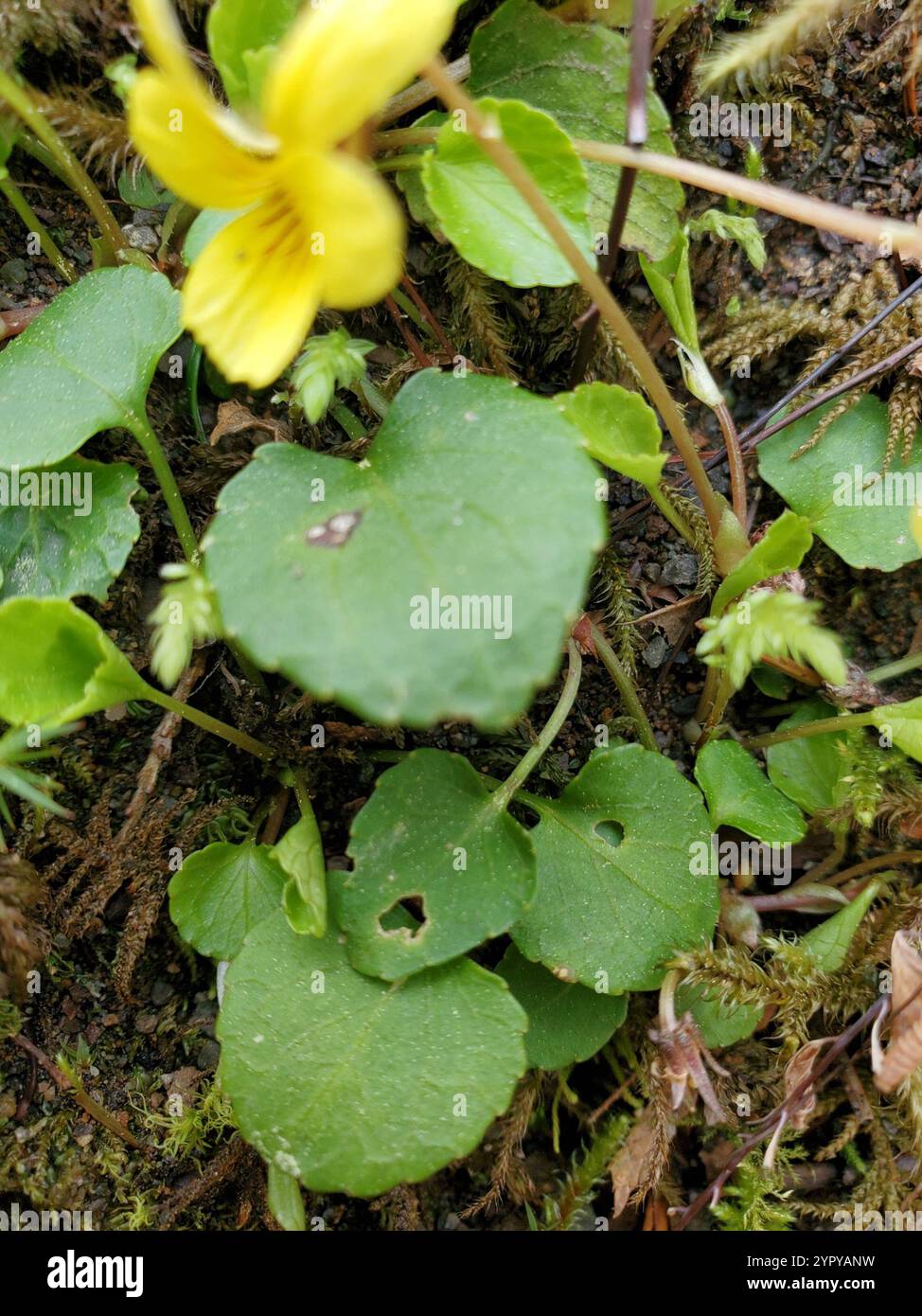 Redwood Violet (Viola sempervirens Stock Photo - Alamy