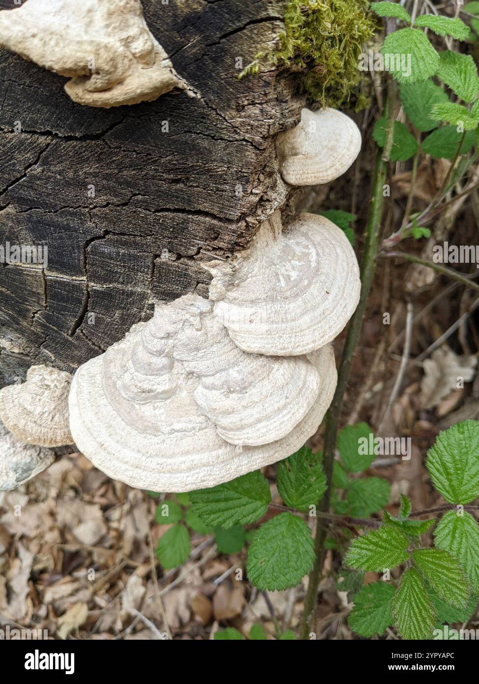 Oak mazegill (Fomitopsis quercina Stock Photo - Alamy
