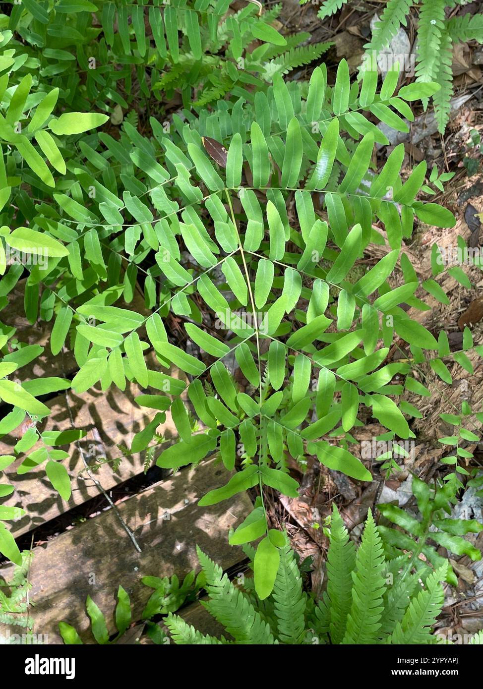 American Royal Fern (Osmunda spectabilis Stock Photo - Alamy