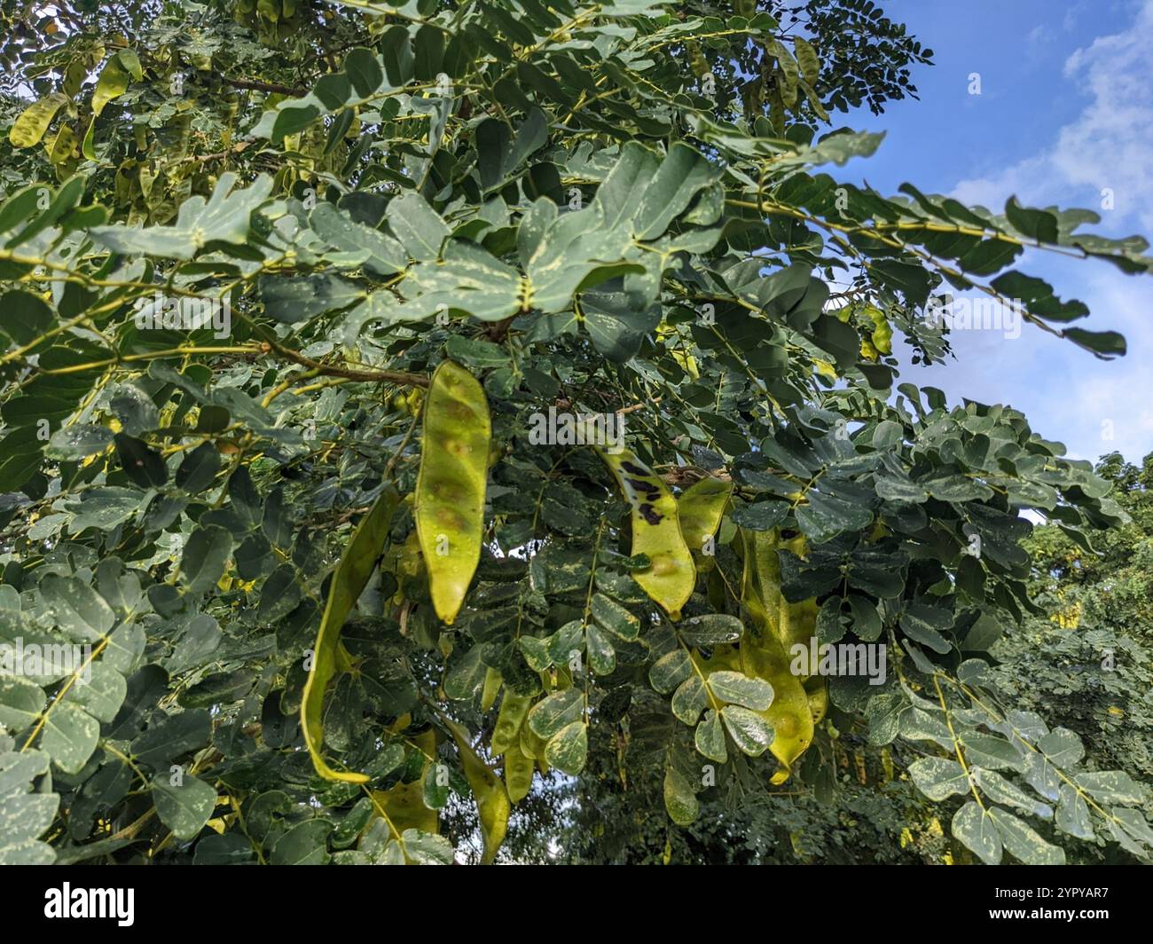 lebbeck (Albizia lebbeck Stock Photo - Alamy