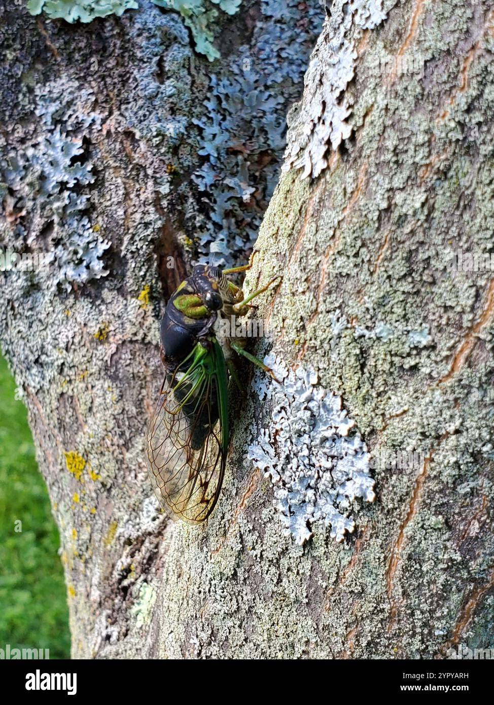 Swamp Cicada (Neotibicen tibicen Stock Photo - Alamy