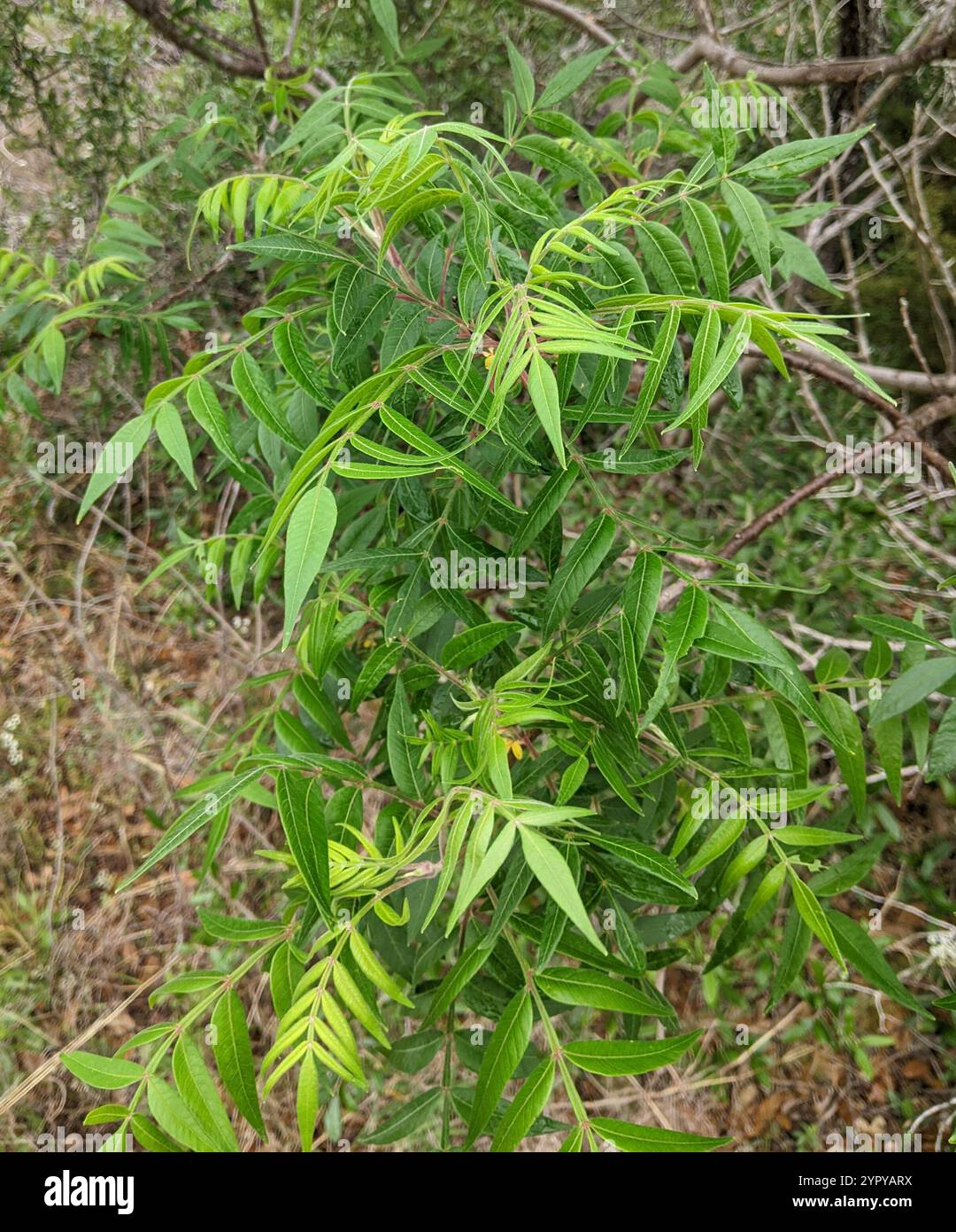 Prairie flameleaf sumac (Rhus lanceolata Stock Photo - Alamy